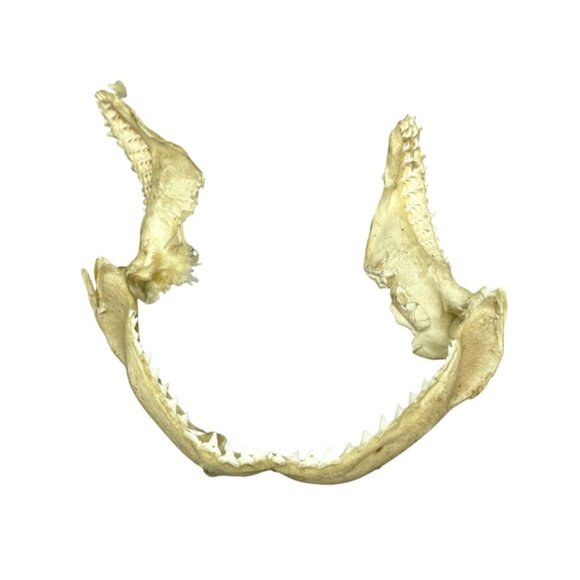 Accents | Shark Jaw Bone Taxidermy Decor Display Jagged Teeth Specimen ...